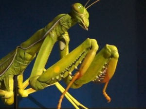 Mantis Elbow Position | RoboPara